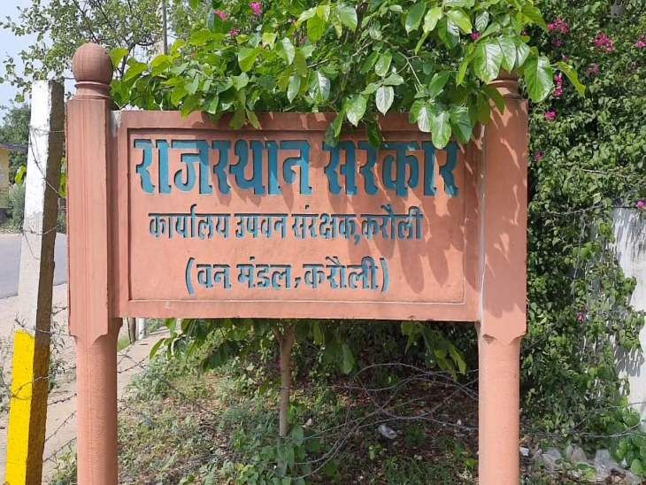 Terror of leopard in Mandrayal area | मंडरायल इलाके में लेपर्ड का आतंक ...