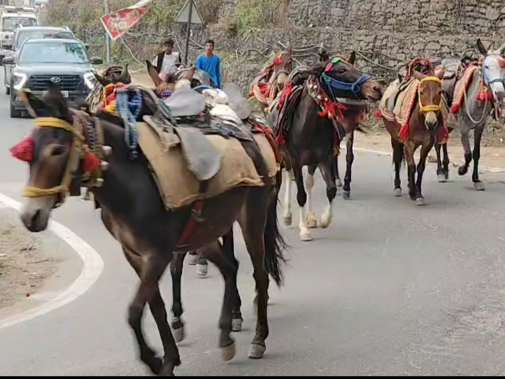 Ban on operation of horses and mules in Kedarnath