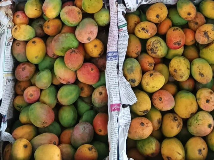 Bumper arrival of mangoes from South India in Indore market