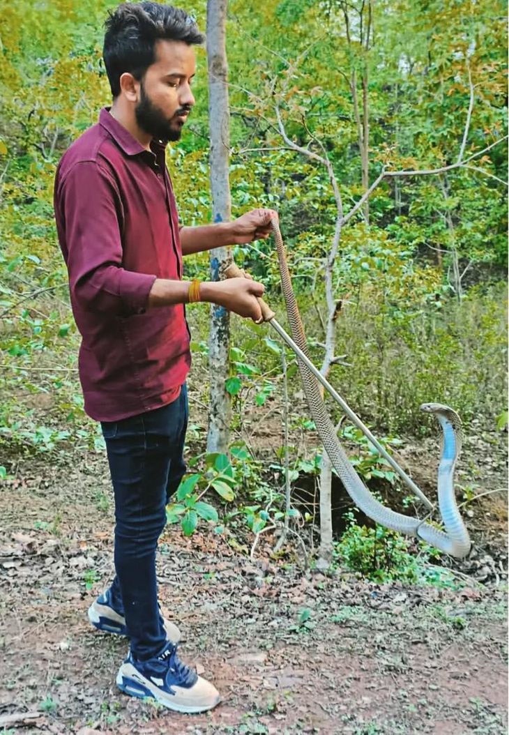 These are snake friends: 2 snakes that entered the house were caught ...
