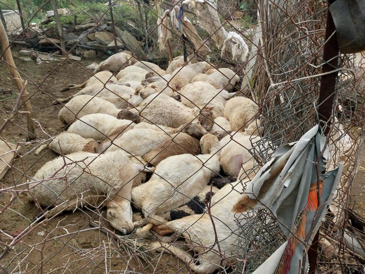 50 sheep and one buffalo died due to electric shock | करंट से 50 भेड़ ...