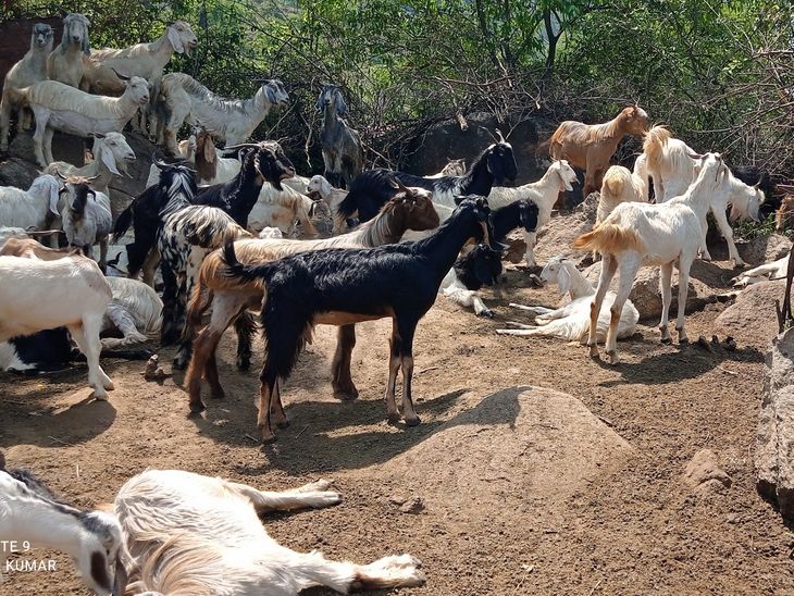 Himachal News: 25 goats died eating poisonous grass Mandi
