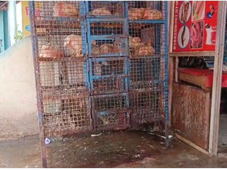 Bird flu scare affects non-veg sales