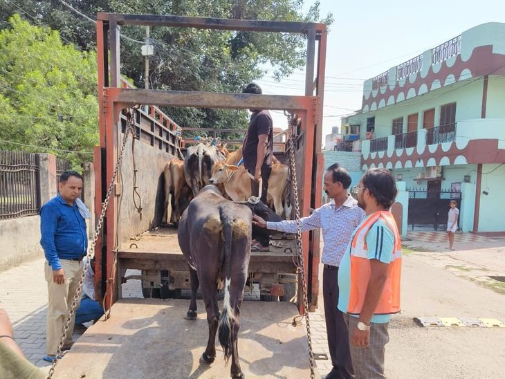 Campaign to remove dairy in Meerut Cantonment | मेरठ छावनी में डेरी ...