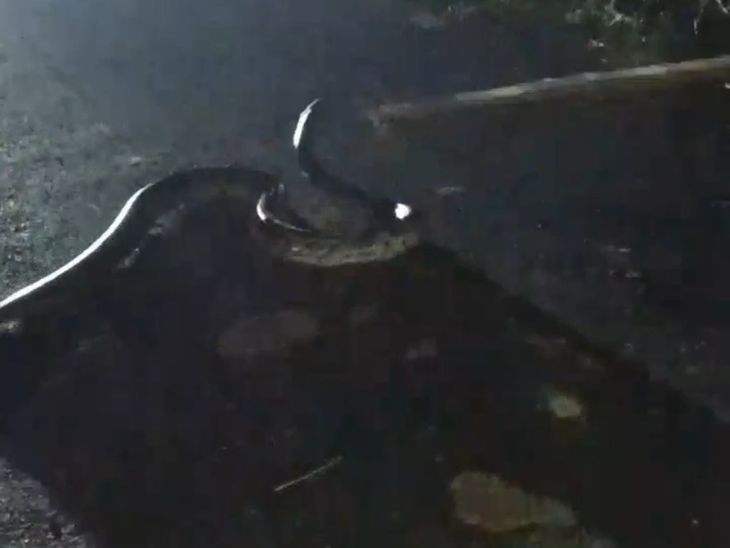 The boys caught the python that came to swallow the goat | बकरी को ...