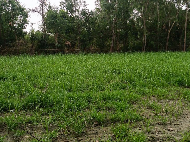 The mood of the weather changed in Tendua Pandit village of Shravasti ...