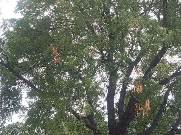 The mood of the weather changed in Bikapur of Ayodhya | अयोध्या के ...