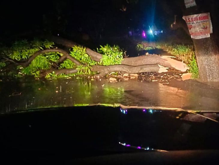 Hundreds of trees fell due to storm and rain in Bindki | बिंदकी में ...