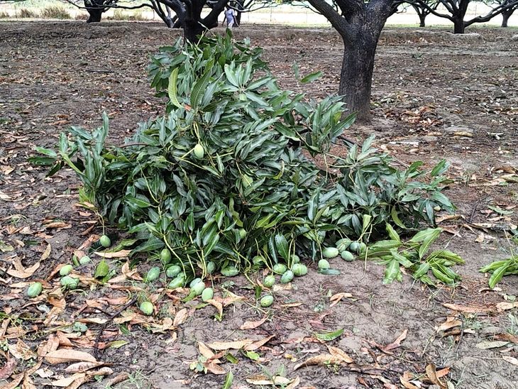 Mango trees damaged by storm in Ayodhya