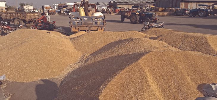 Mandi. 6 thousand sacks are coming, green peas and Sharbati wheat are ...