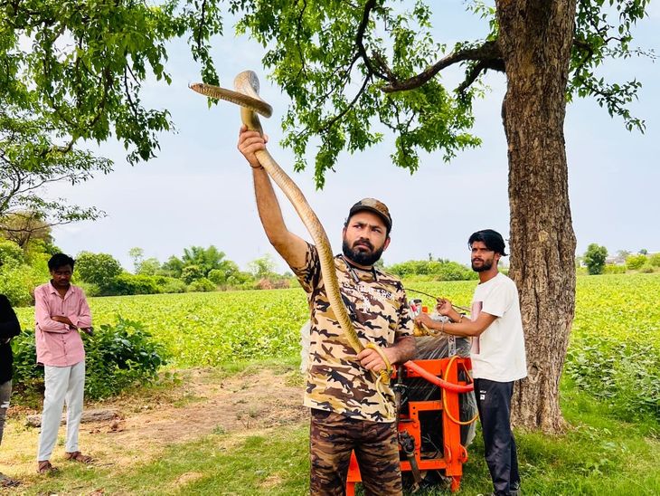 A snake of the Ghaman species was found in a well in Itarsi | इटारसी ...