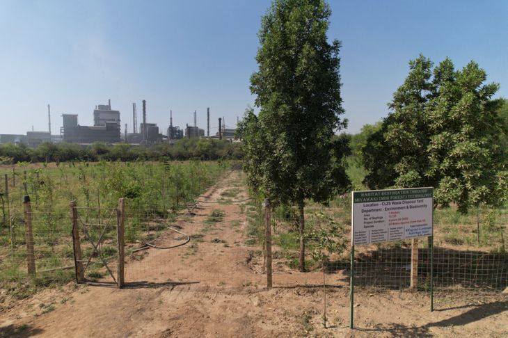 Biodiversity park prepared in Rajpura Dariba mines, more than 50 ...