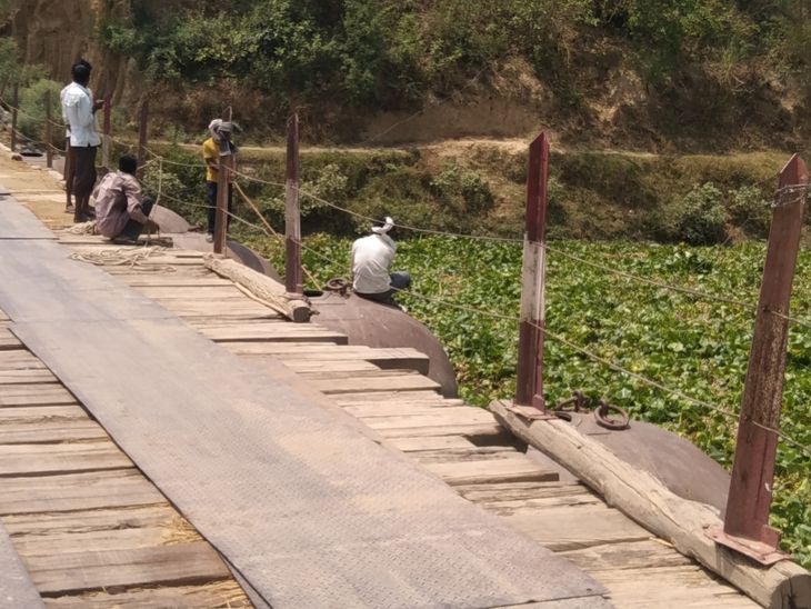 Water hyacinth gathering on the Pipa bridge of Gomti river | गोमती नदी ...