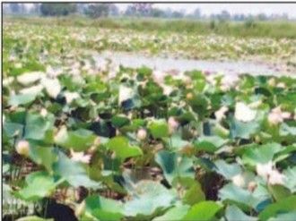 Demand for beautification of Bhaghar lake | भगाहर झील के सौंदर्यीकरण की ...
