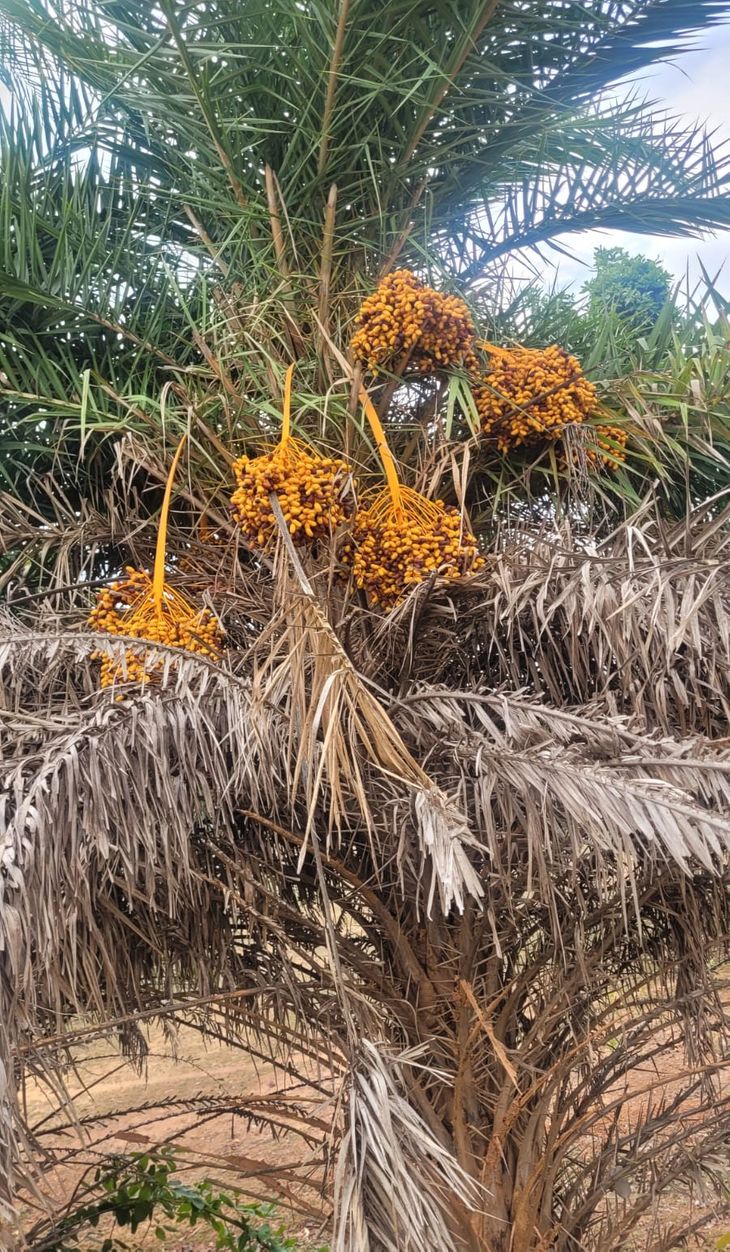 Chhind tree is a boon for the people of rural areas | छिंद पेड़ ग्रामीण ...