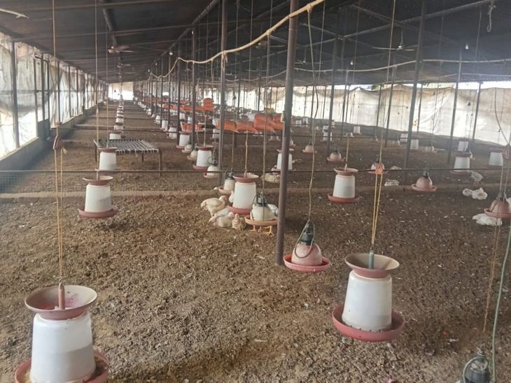 25 miscreants attacked a poultry farm | 25 बदमाशों ने मुर्गी फार्म पर ...