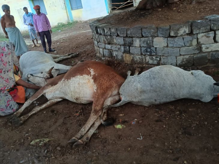 Two bulls and one cow died due to lightning in Gauthan | गौठान में ...