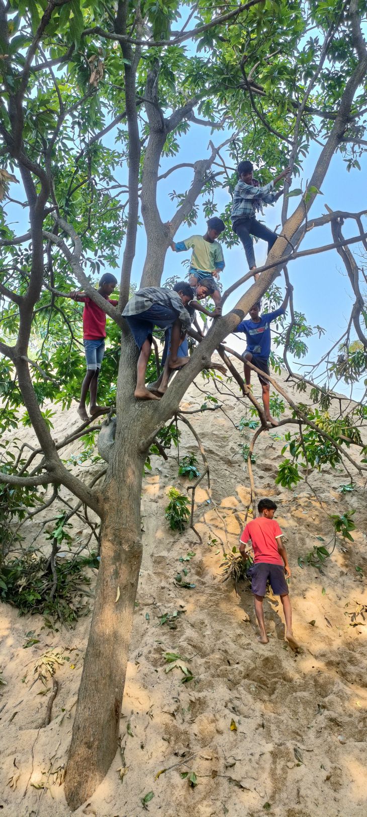 Group of children climbed a tree: This is not a matter of comfort but ...