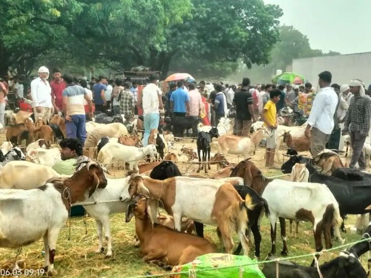 Huge crowd gathered in Hallaur Bakra Mandi on Eid-ul-Azha
