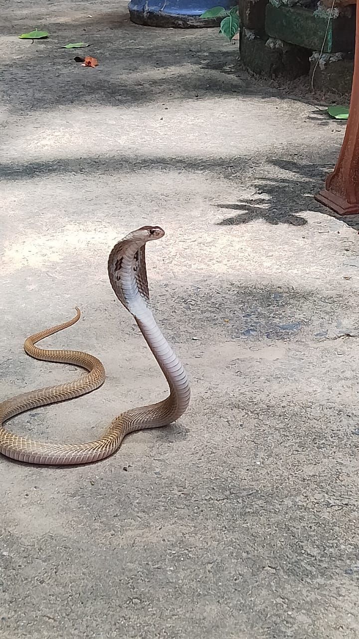 A four feet long snake appeared in the Shiv temple premises on Monday ...