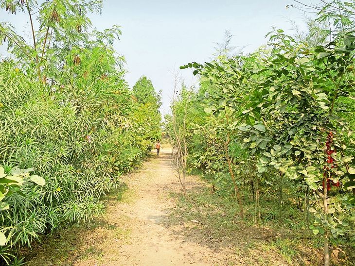 Miyawaki Mini Forest at Chanderia Lead Zinc Smelter | चंदेरिया लेड जिंक ...