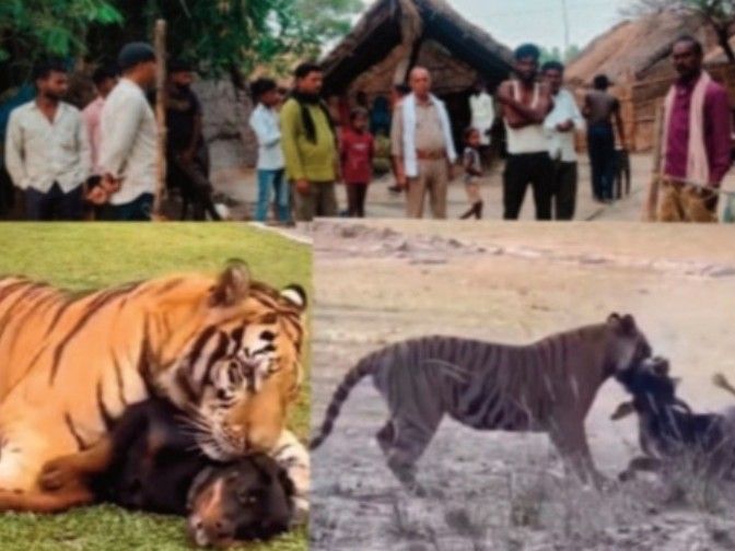 Tiger terror in Kukra Kheri | कुकरा खीरी में बाघ का आतंक: 3 दिन में ...