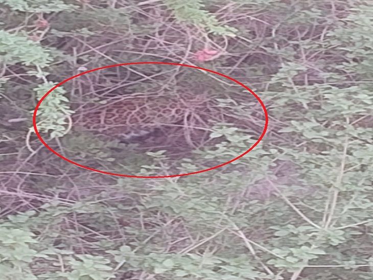 Leopard movement was seen behind Udaipur colony