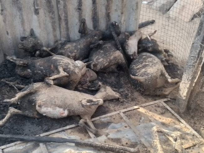 38 sheep burnt to death in fire in Pali | पाली में बाड़े में बंधी 38 ...