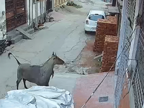Bijnor Nilgai Attack CCTV Footage | 8 Vehicles Damaged, 1 Death