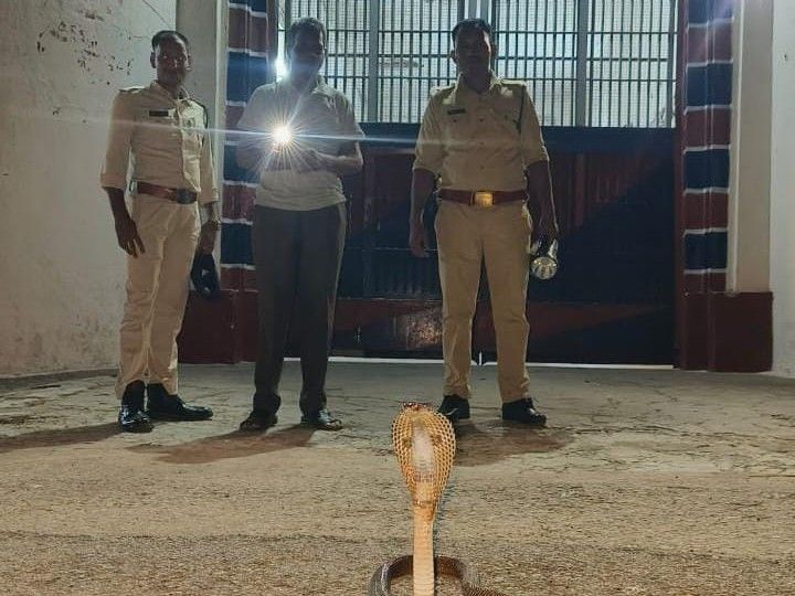 The snake was sitting outside the prison premises with its hood spread ...