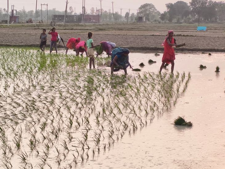 Paddy plantation started in Nautanwa before monsoon | मानसून से पहले ...