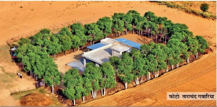 30 feet tall trees were prepared in front of Sambhar lake | सांभर झील ...