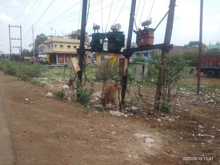 Cattle standing under an open transformer, an accident may occur due to ...