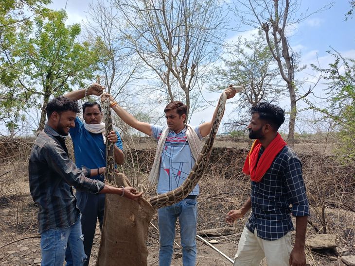 10 feet long python found in Tamboliya village of Rawatbhata | रावतभाटा के तंबोलिया गांव में ...