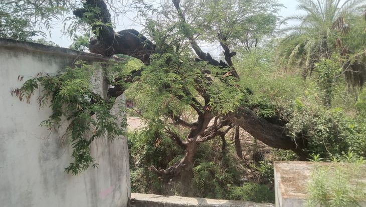 Tamarind tree standing for two years with the support of school ...
