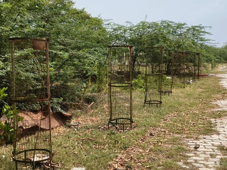 The plight of trees in Bichhiya