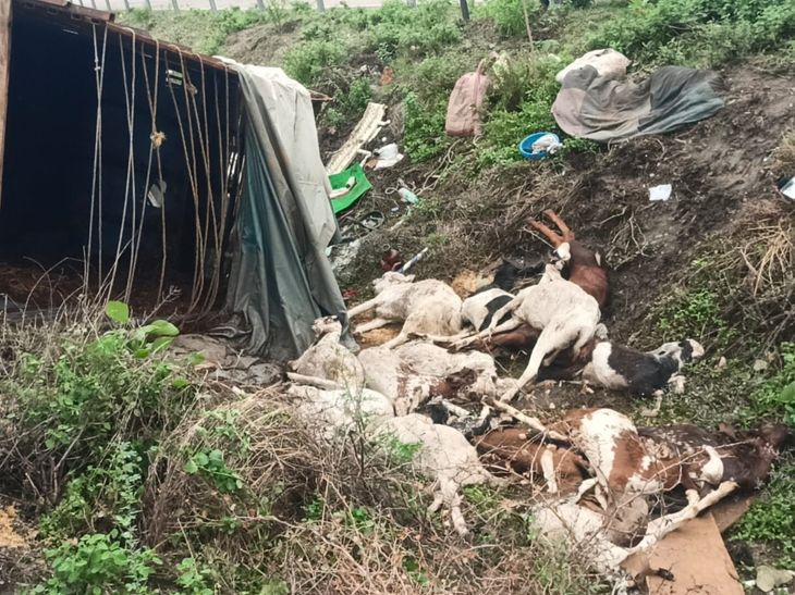 Pickup fell into a ditch in Shyampur, 16 goats died | श्यामपुर में ...
