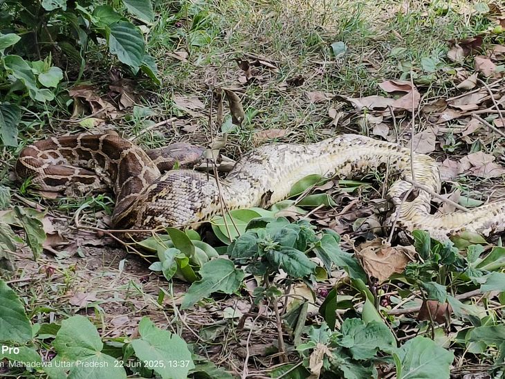 4 meter long python found in Pagaar | पगार में मिला 4 मीटर लंबा अजगर ...