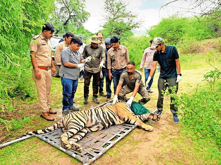 A radio collar was put around the neck of the tiger which had killed 45 ...