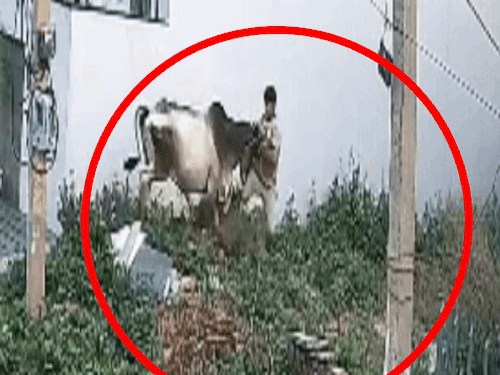 Rewari Stray Cow Attacks Youth Sector 4 Park | CCTV Footage | Update ...