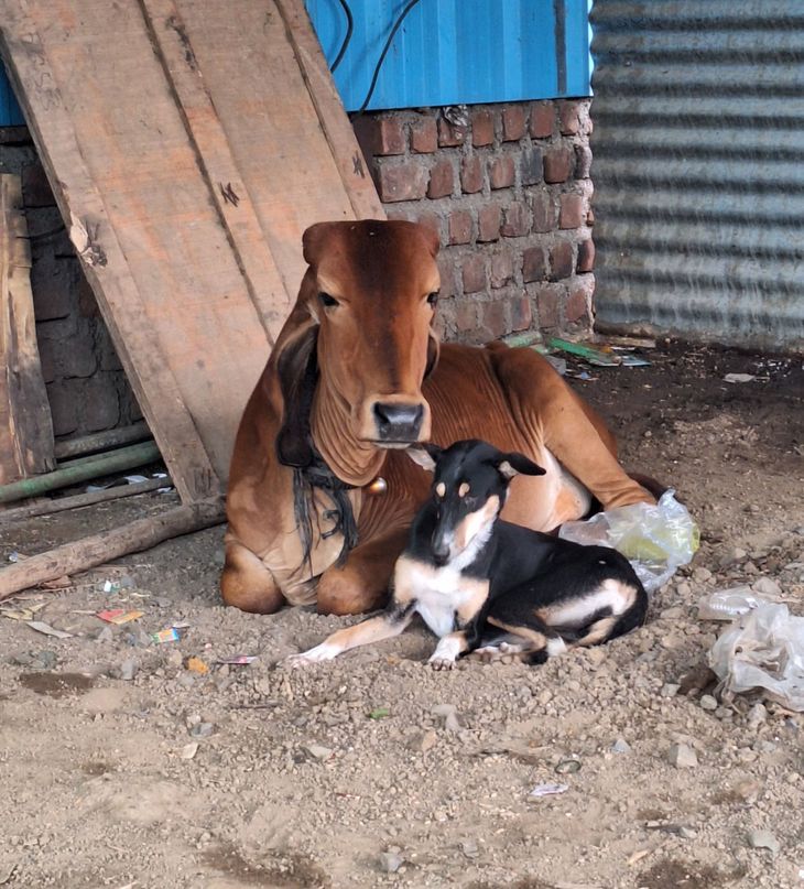 Unique friendship: Cow and dog sit together in the temple premises