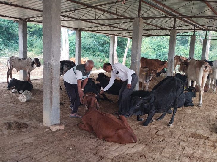 Video of illegal removal of cow from Badaila Gaushala goes viral