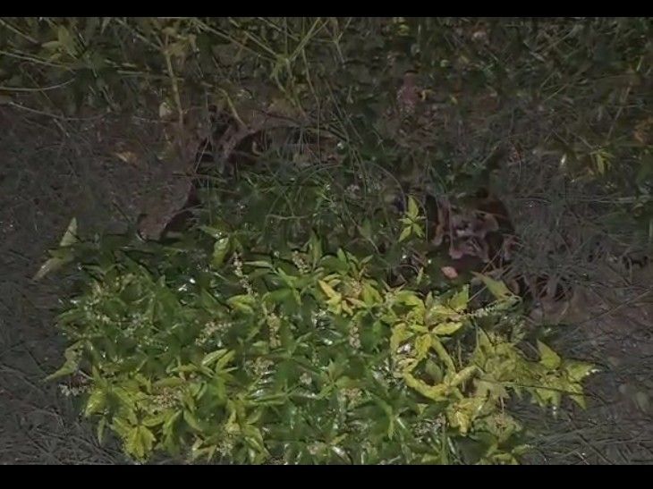 6 feet long python seen in Raghopur power house
