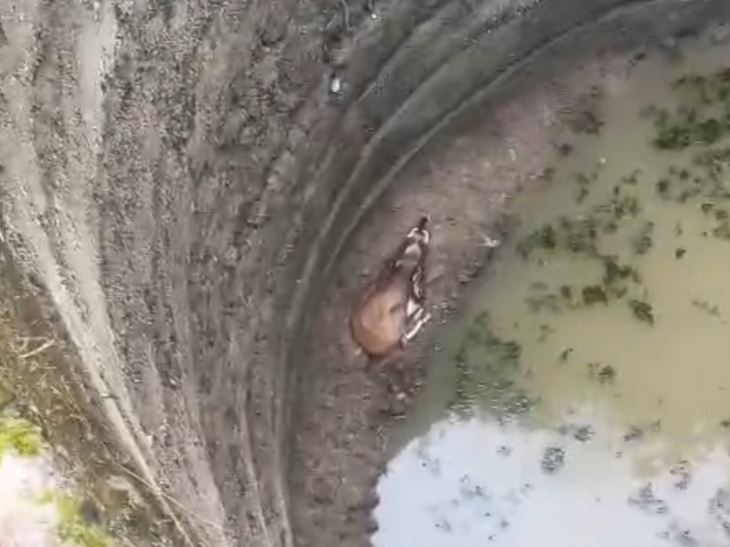 A deer fell into a 30 feet deep well in Sagar | सागर में 30 फीट गहरे ...