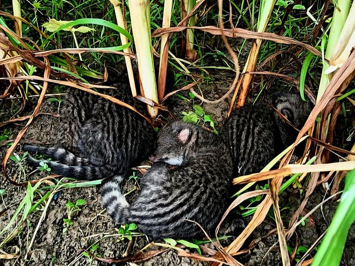 3 cubs of a wild cat found in a millet field | बाजरे के खेत में मिले ...