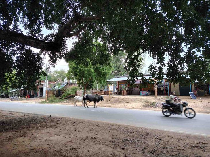 Danger from stray animals at Dariyabad railway station | दरियाबाद रेलवे ...