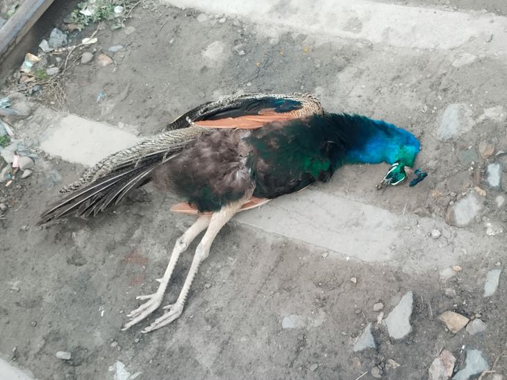 The dead body of the national bird peacock found at Chhapra railway station