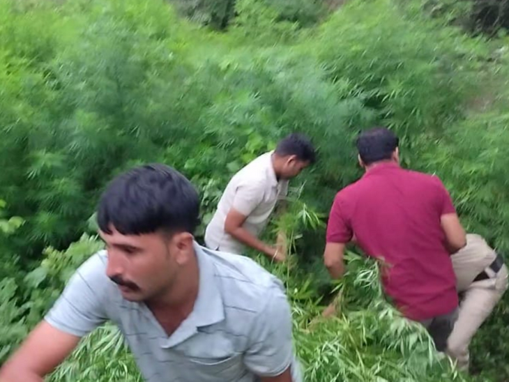Ganja worth Rs 18 lakhs planted in a field in Raghogarh