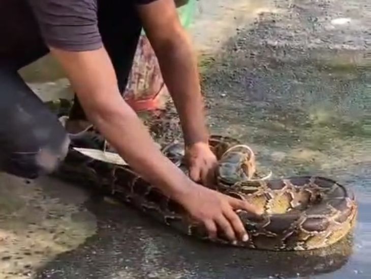Python found in Ganga Nagar of Bulandshahr