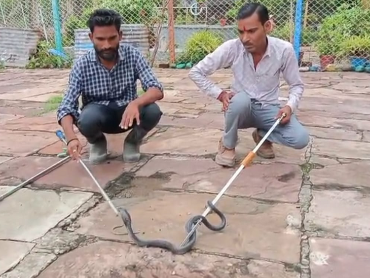 5 feet long cobra entered a farm house in Sagar | फार्म हाउस में घुसा 5 ...